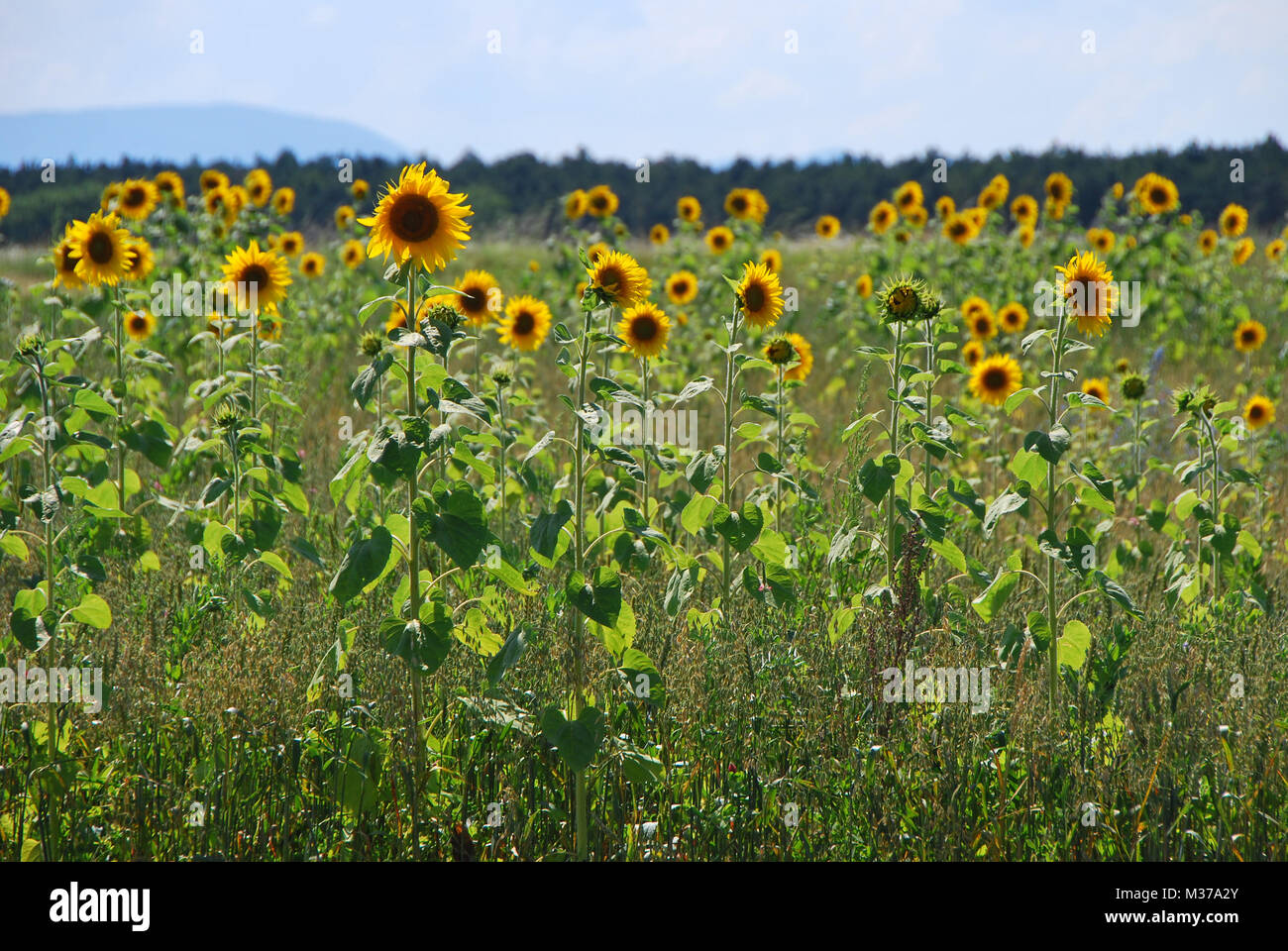 beautiful sunflower field in nature Stock Photo - Alamy