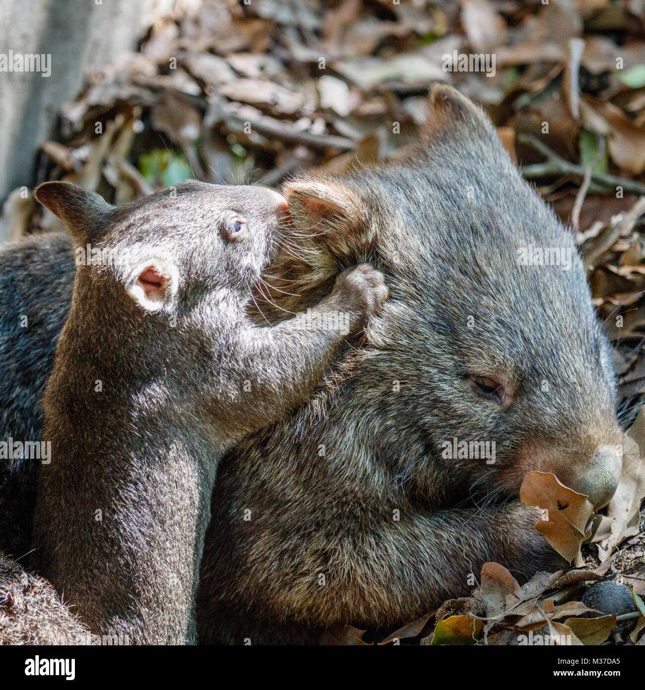 Baby Wombat High Resolution Stock Photography and Images - Alamy