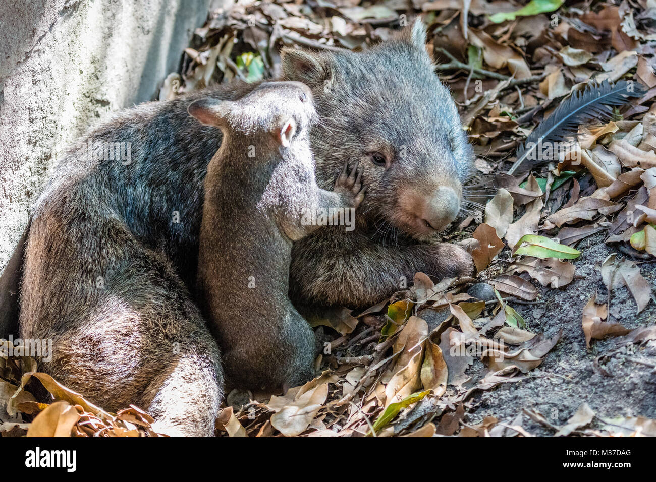 Baby Wombat