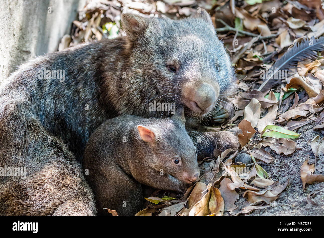Vombatidae hi-res stock photography and images - Alamy