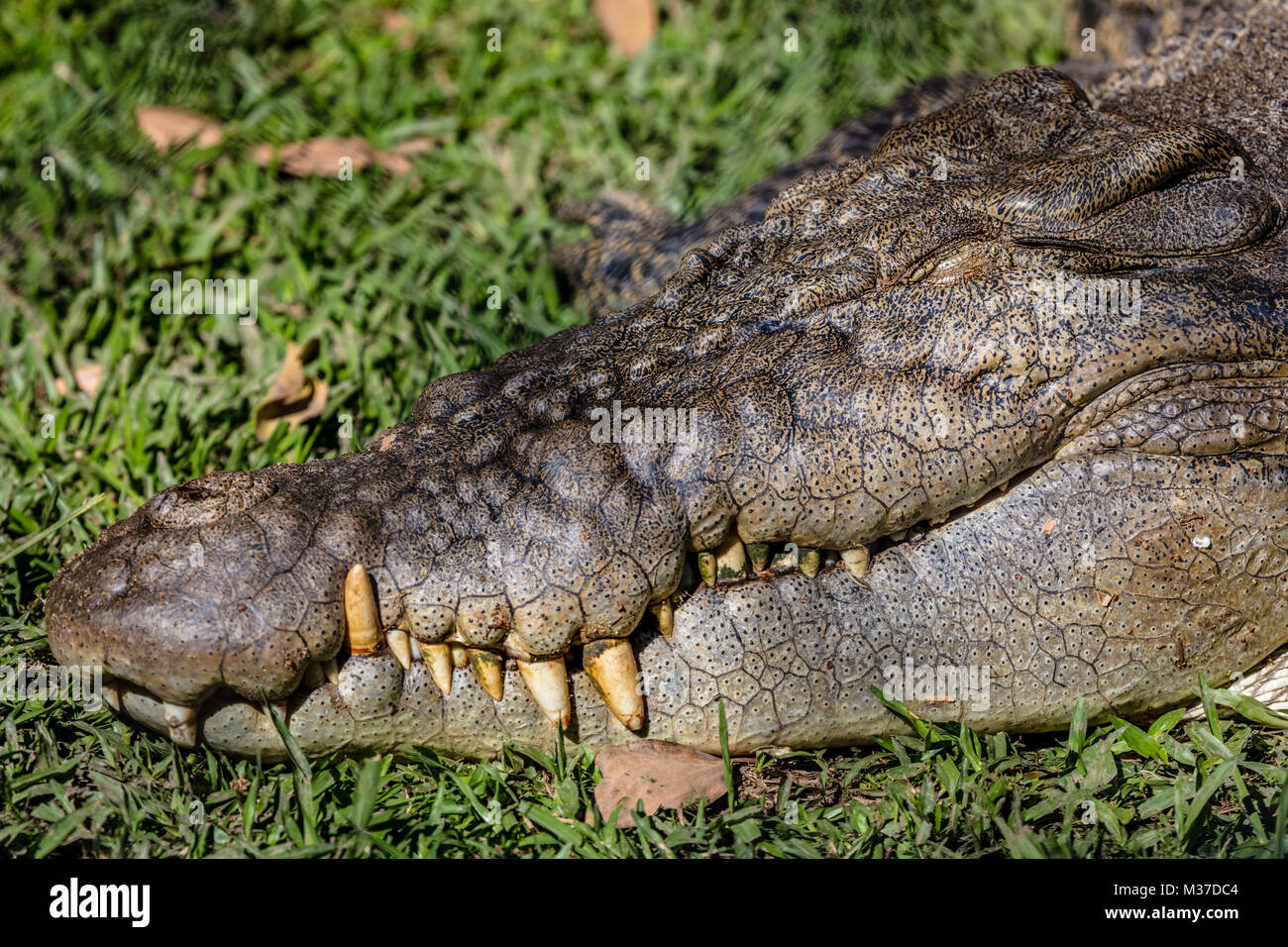 Salt Water Alligators Shot