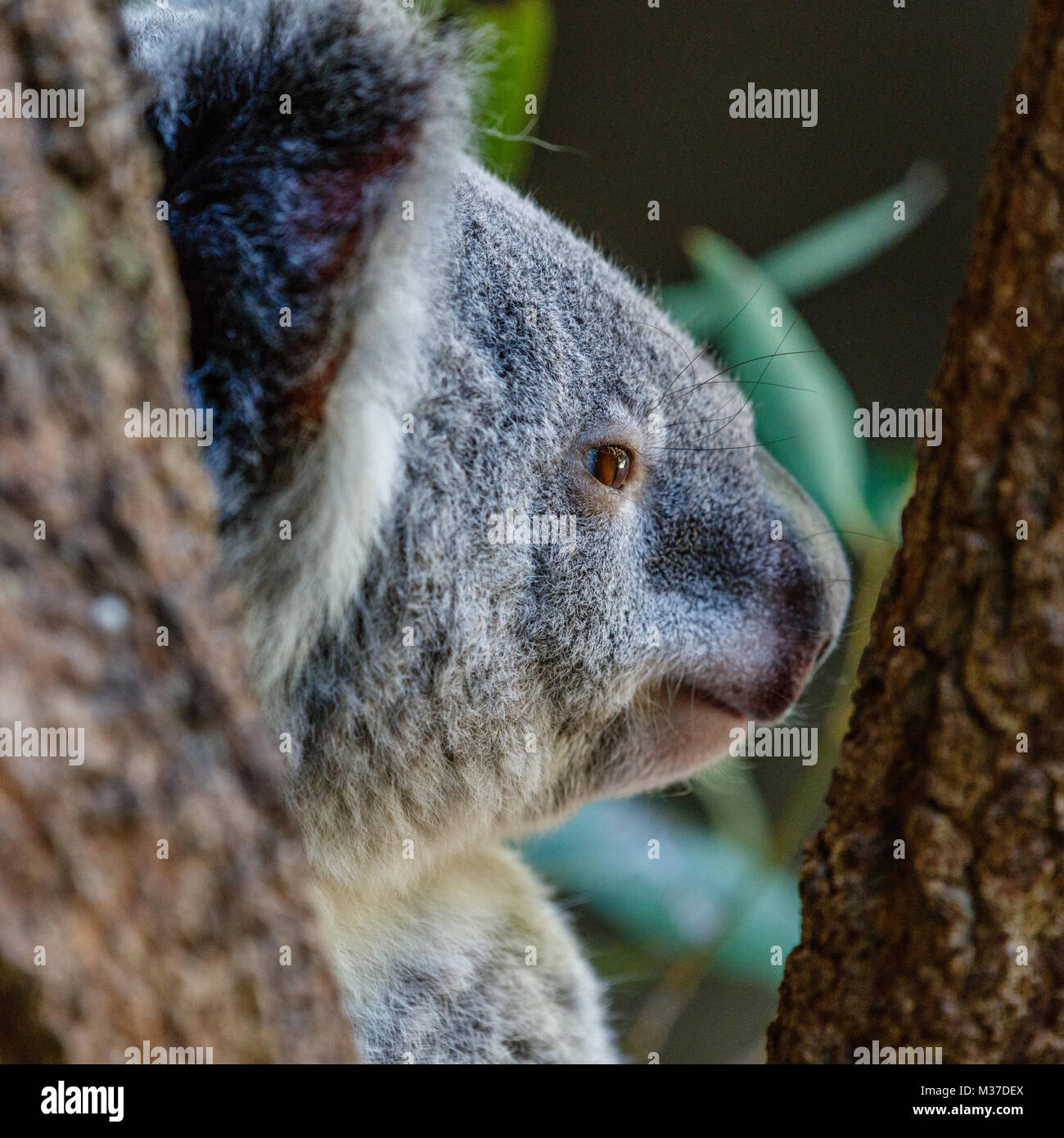 Koala profile between tree branches, Queensland, Australia. Head shot ...