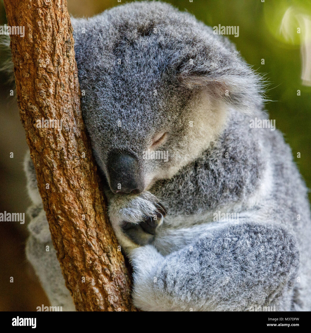 Sleeping koala on a eucalyptus tree, Queensland, Australia. Square ...