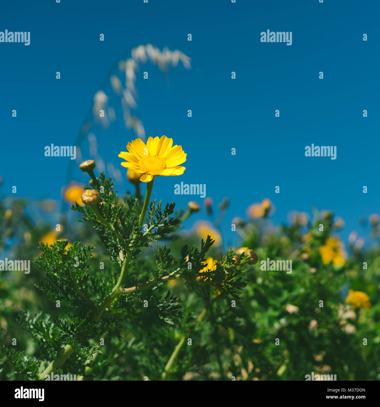 Wild yellow flowers (crown daisies) growing on the walls of Citadel ...