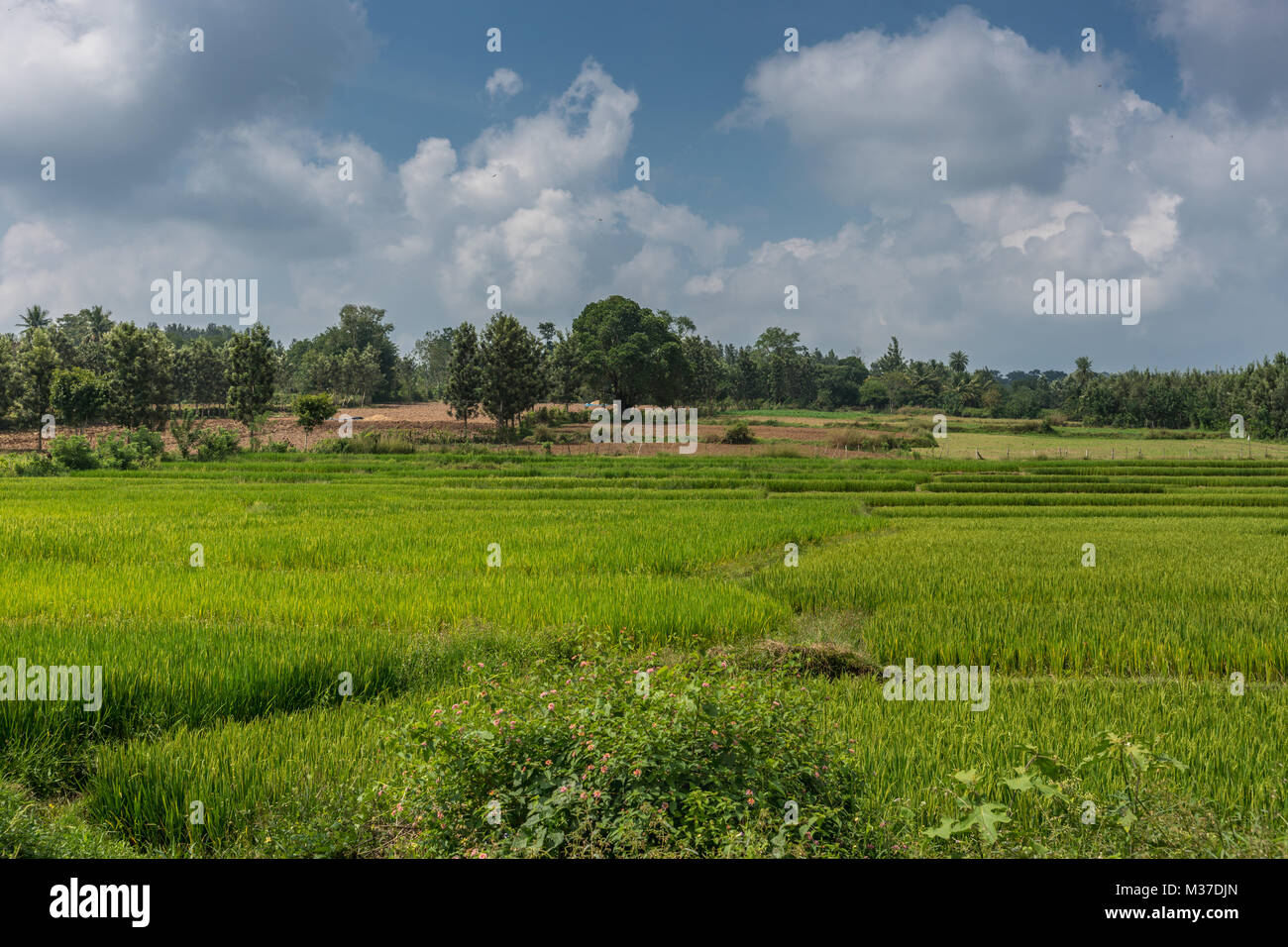 Rice terraces india hi-res stock photography and images - Alamy