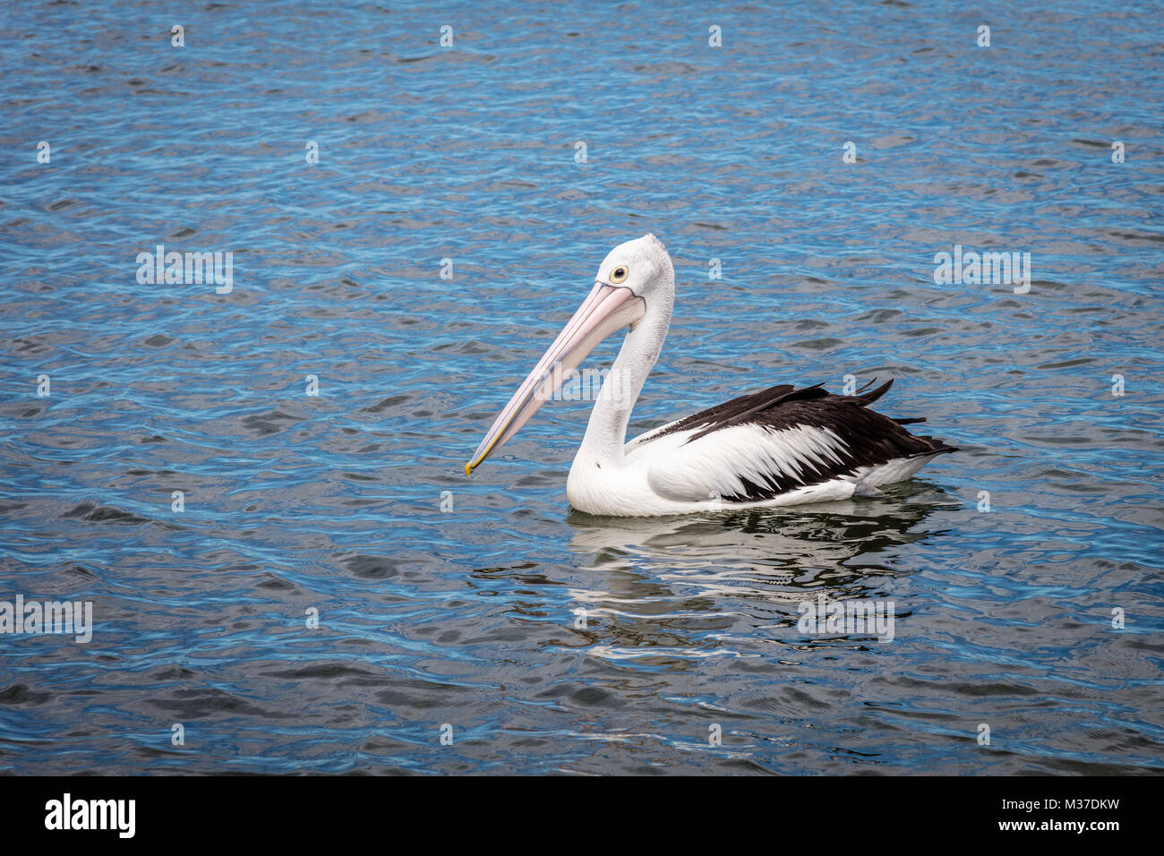 Australian pelican in the water, Queensland, Australia Stock Photo - Alamy