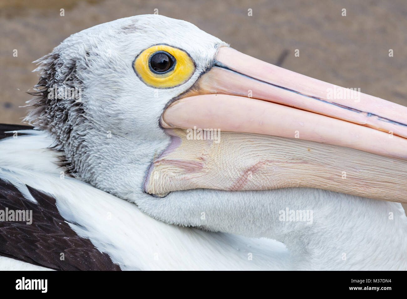 Pelican head shot hi-res stock photography and images - Alamy