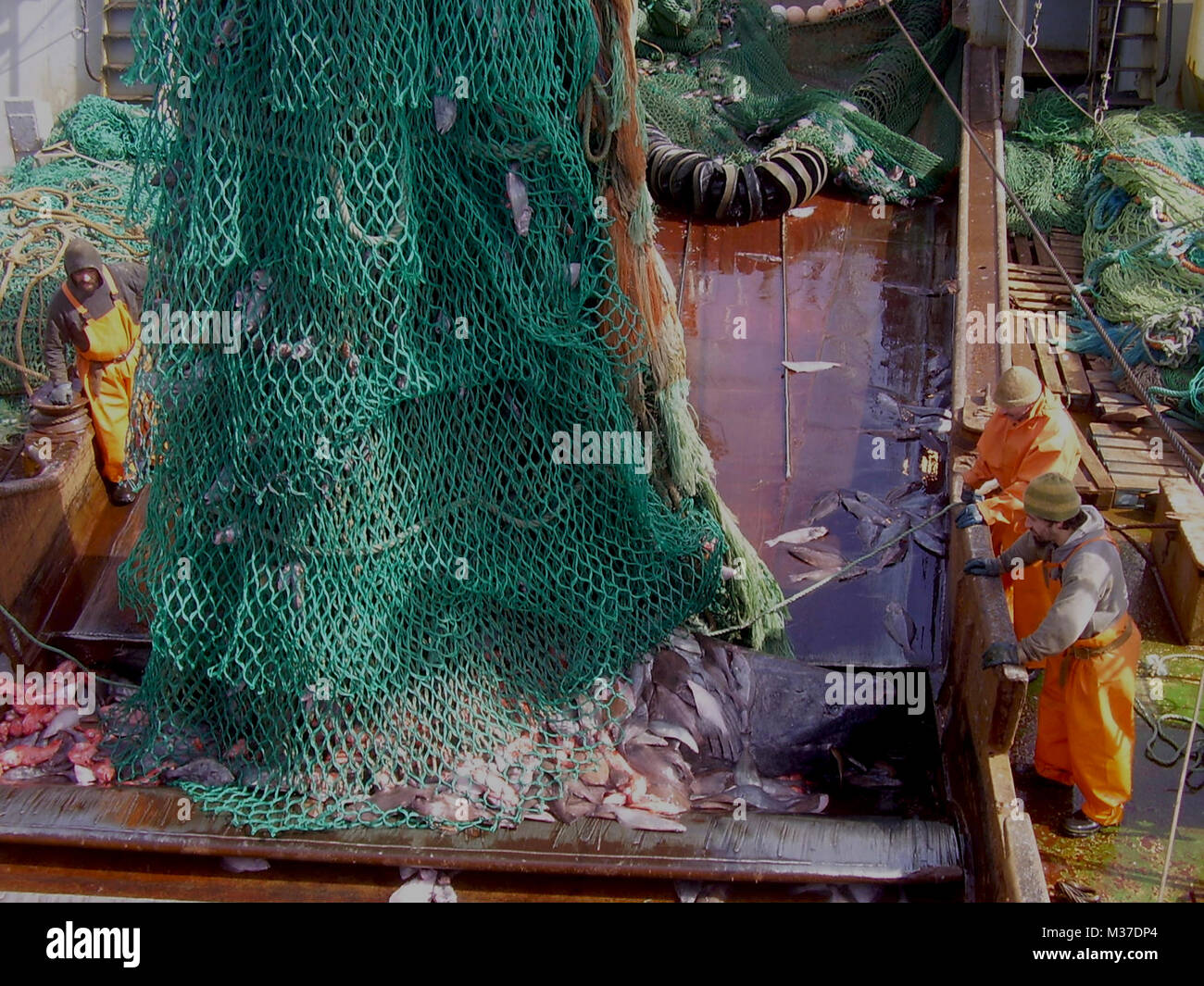 Bottom trawling bycatch shark hi-res stock photography and images - Alamy