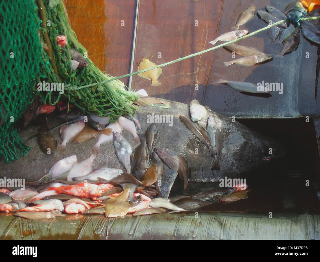 Bottom trawling bycatch shark hi-res stock photography and images - Alamy