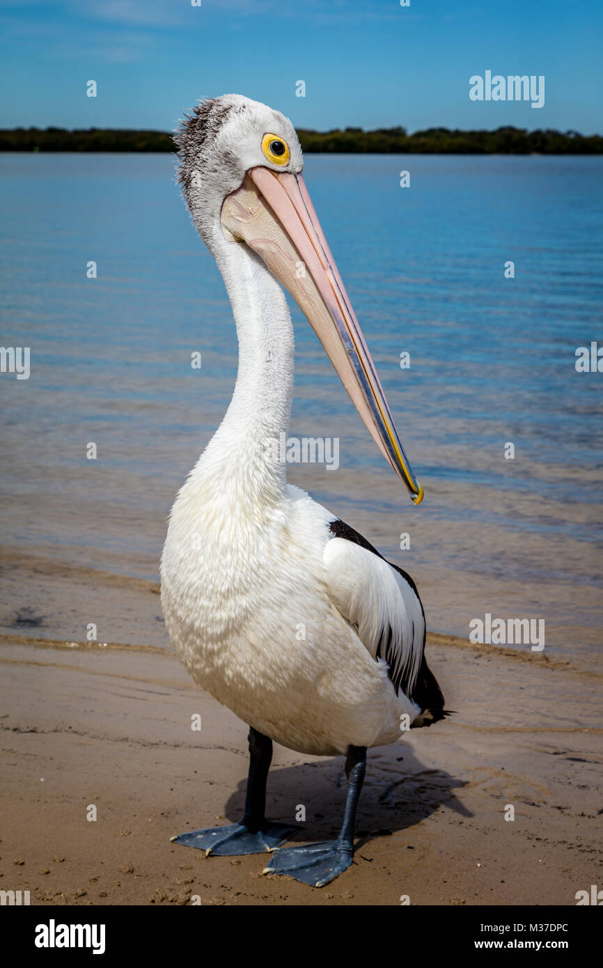 Australian pelican on a beach, Queensland, Australia. Vertical image ...