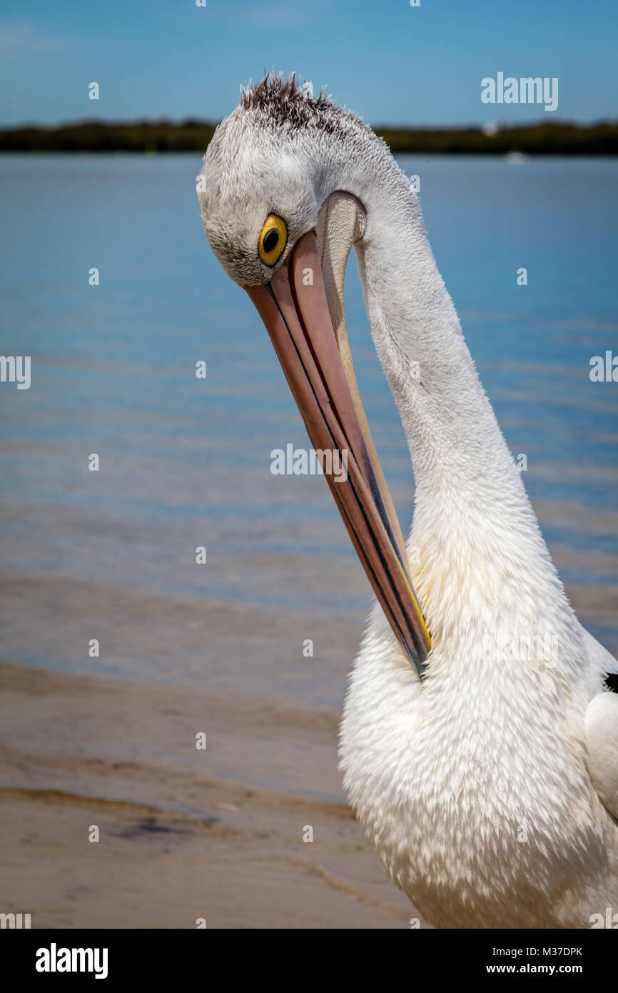 Australian pelican on a beach, Queensland, Australia. Vertical image ...