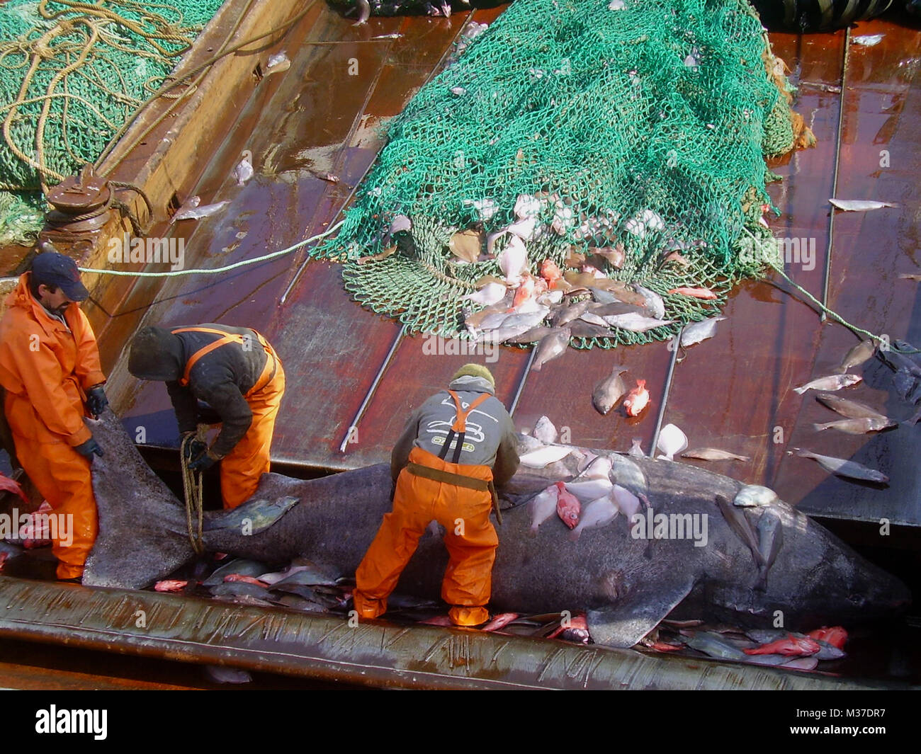 Bottom Trawling Bycatch