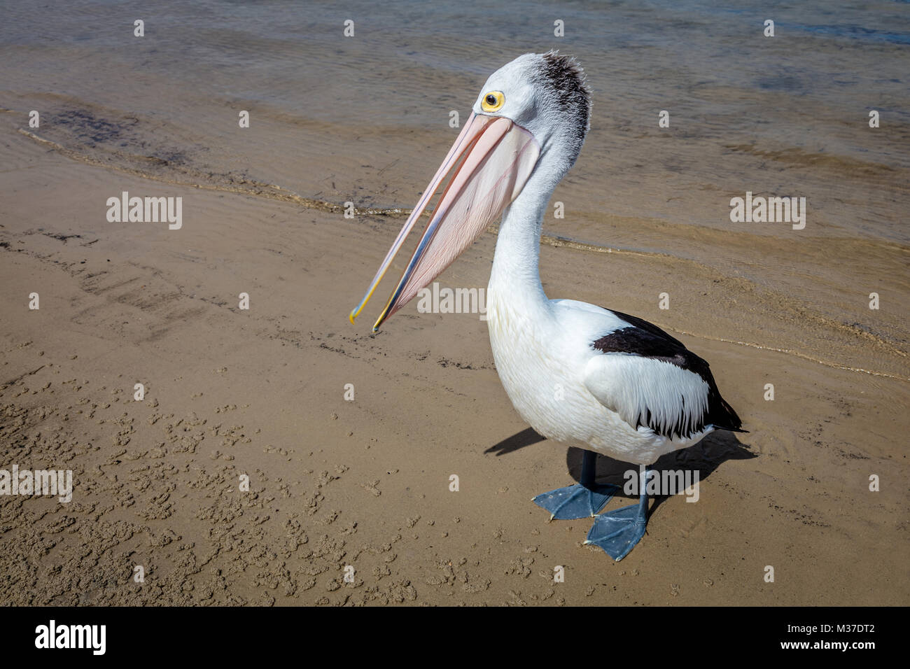 Australian pelican on a beach, Queensland, Australia Stock Photo - Alamy