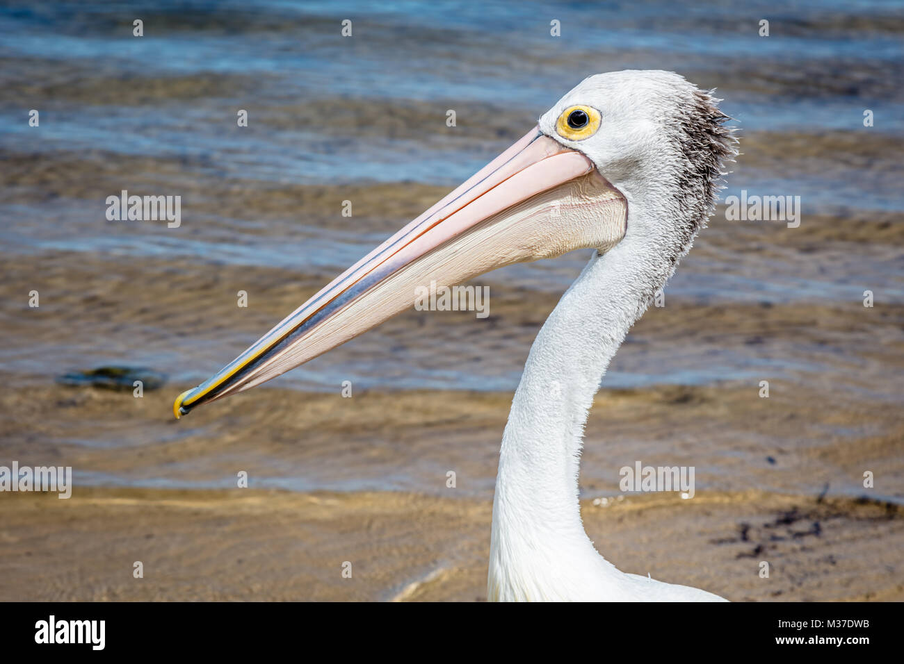 Australian seabirds hi-res stock photography and images - Alamy
