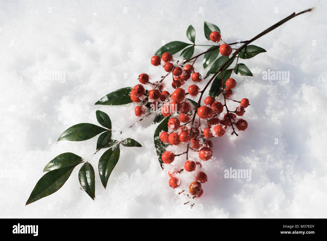 Greenery in snow hi-res stock photography and images - Alamy