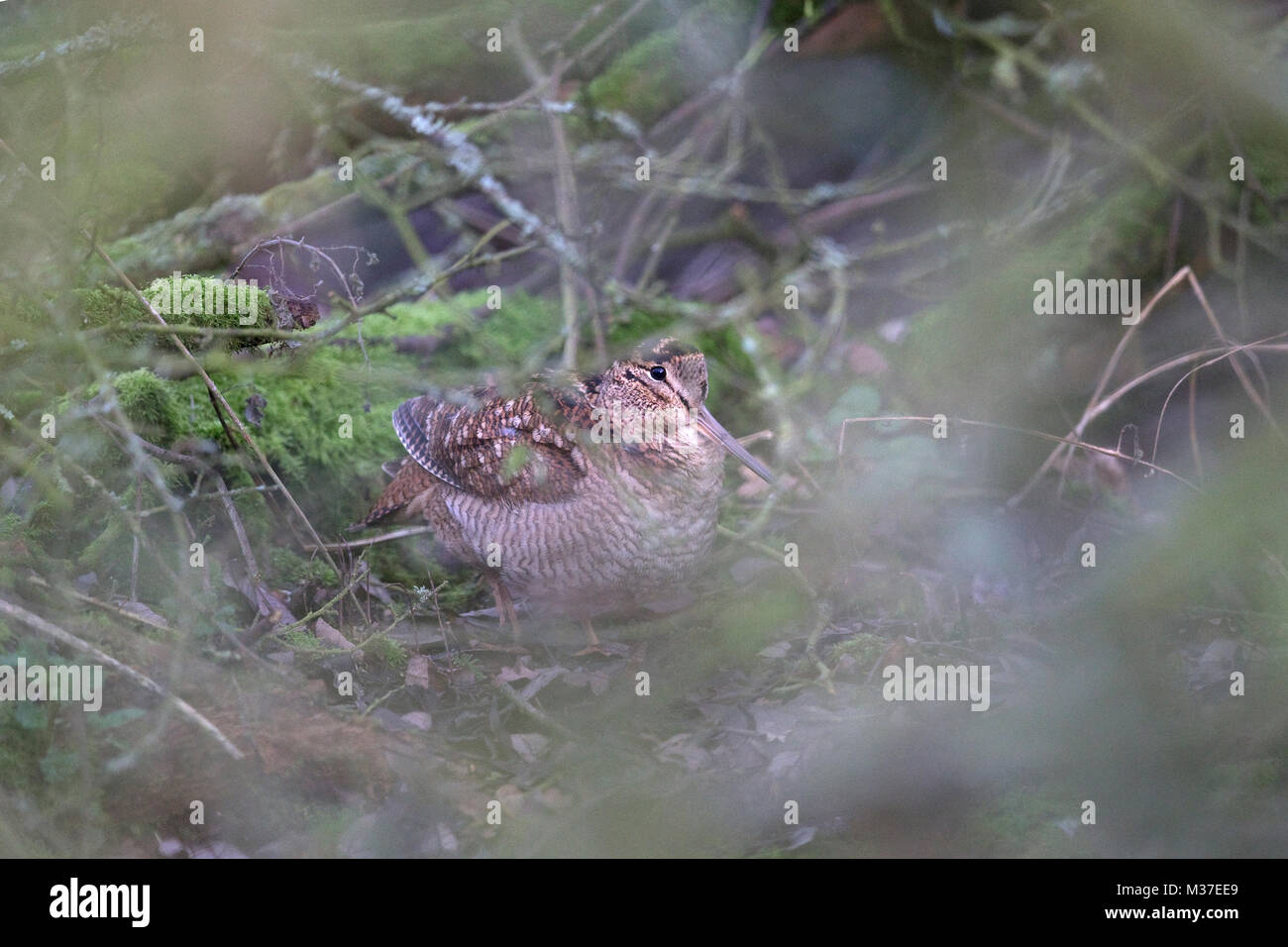 Eurasian Woodcock (Scolopax rusticola Stock Photo - Alamy