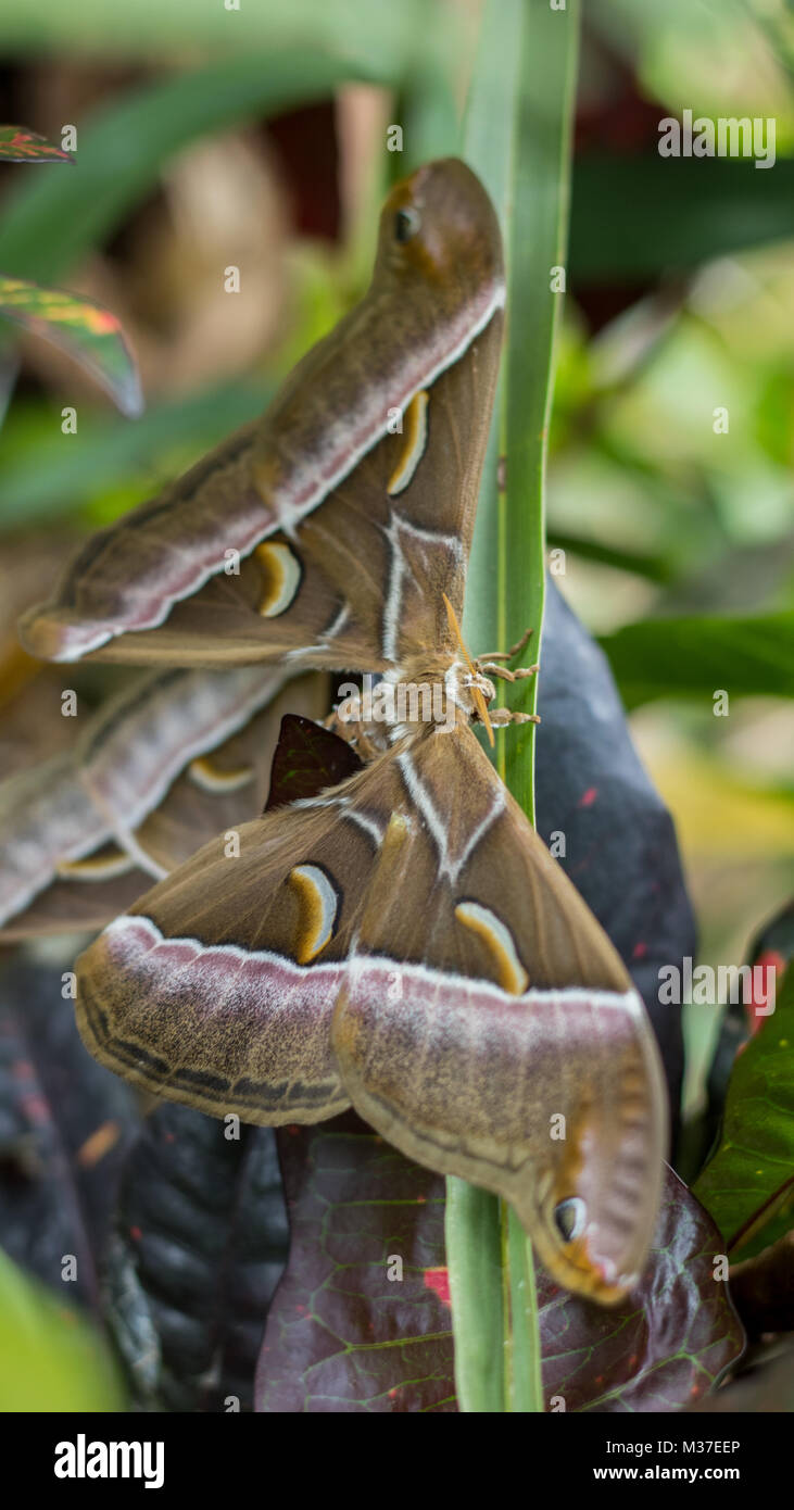 Moth Butterfly Mating on the leaf of a tree Stock Photo - Alamy