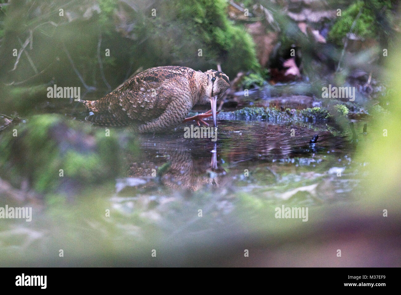 Eurasian Woodcock (Scolopax rusticola Stock Photo - Alamy