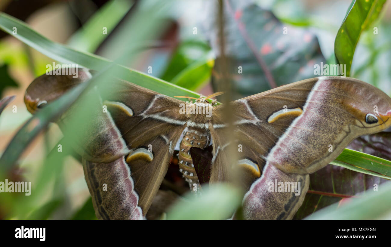 Philippines stock photo hi-res stock photography and images - Alamy