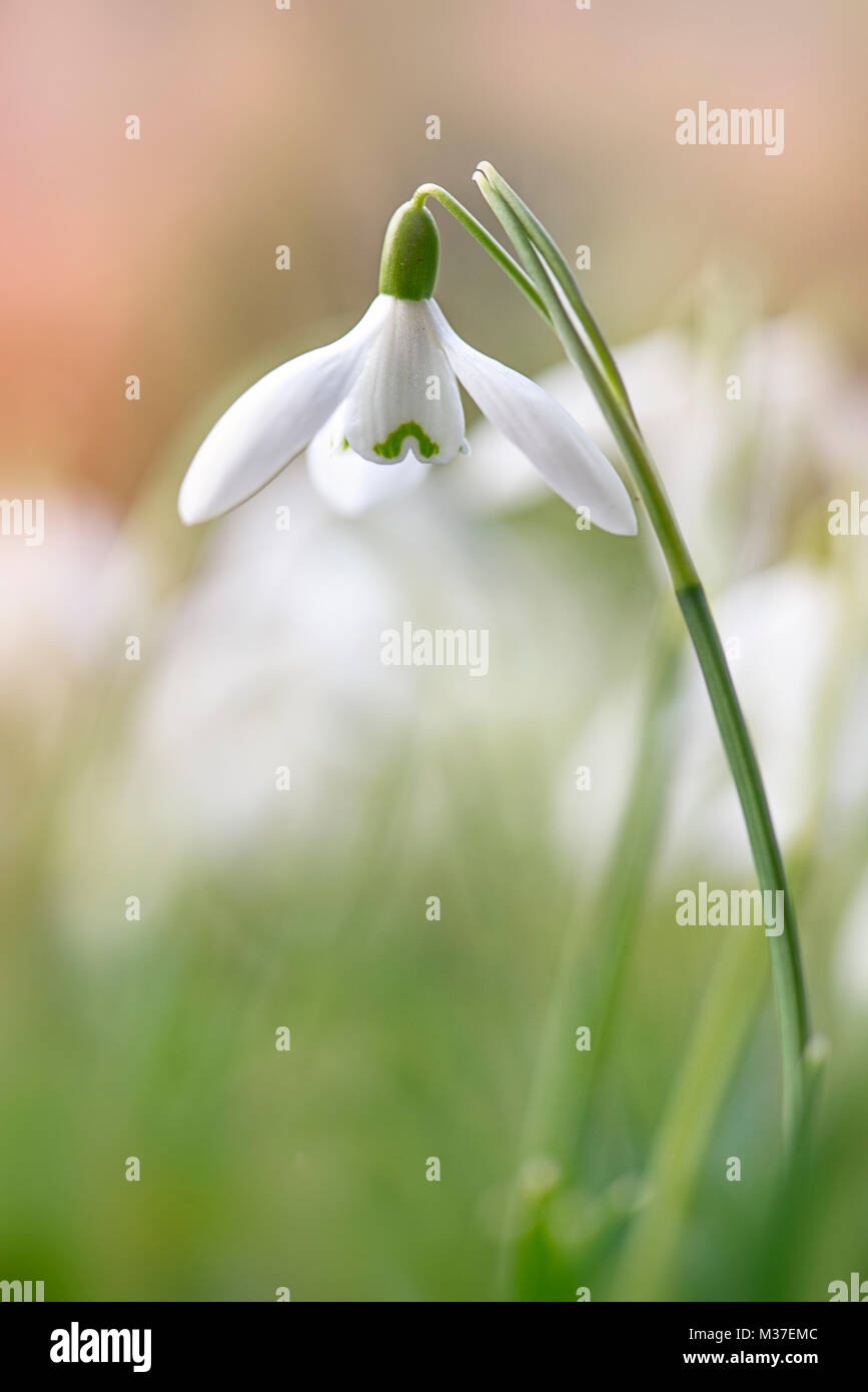 Fragile galanthus plant hi-res stock photography and images - Alamy
