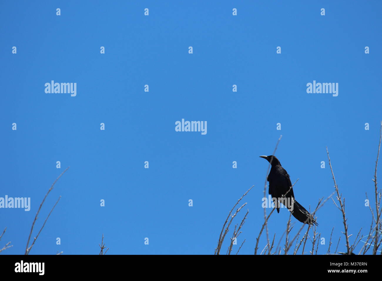 Bird in a tree Stock Photo - Alamy