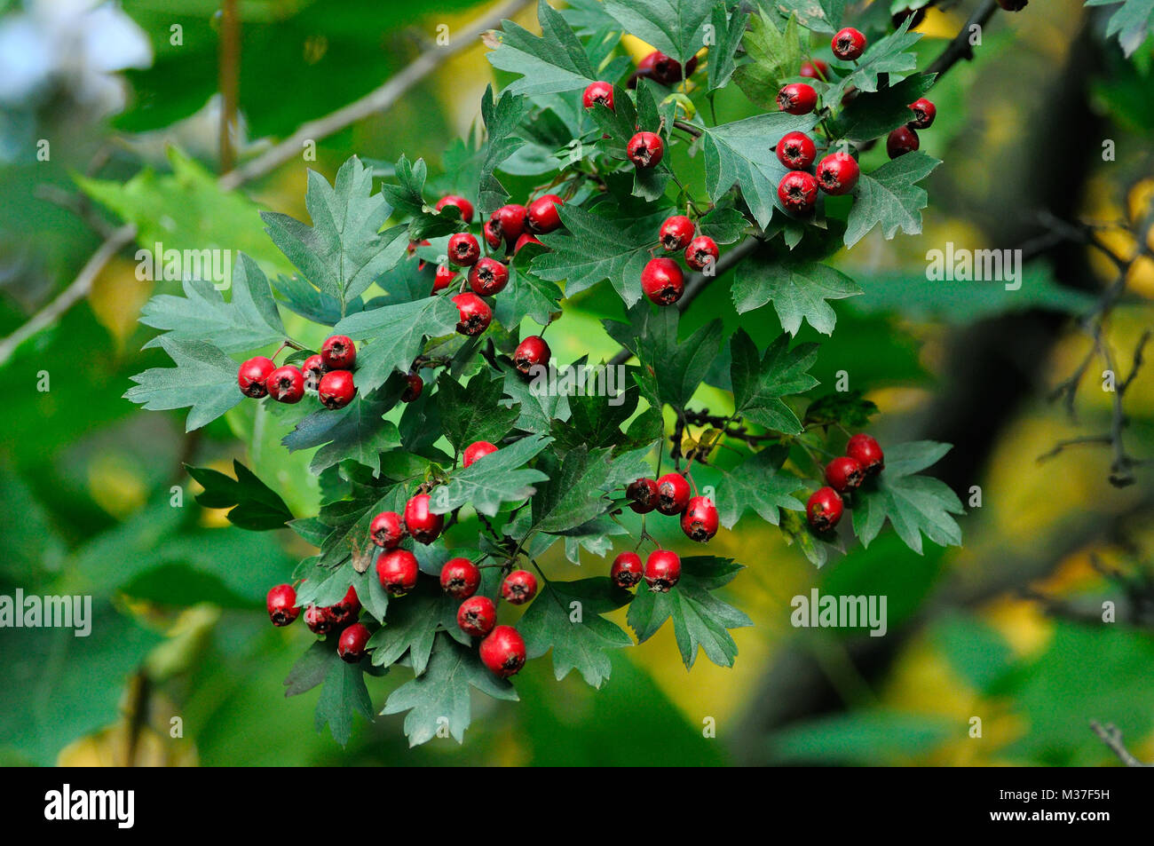 Hawthorn branch with fruits and leaves Stock Photo - Alamy