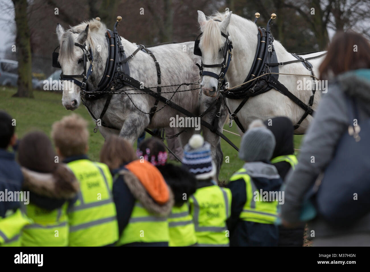 Local schoolchildren watch Irish ploughman Tom Nixon leading Shire ...