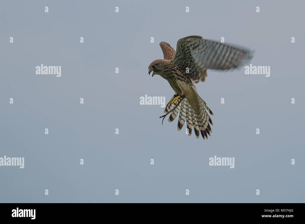 photo of a Common Kestrel hovering in midair Stock Photo - Alamy
