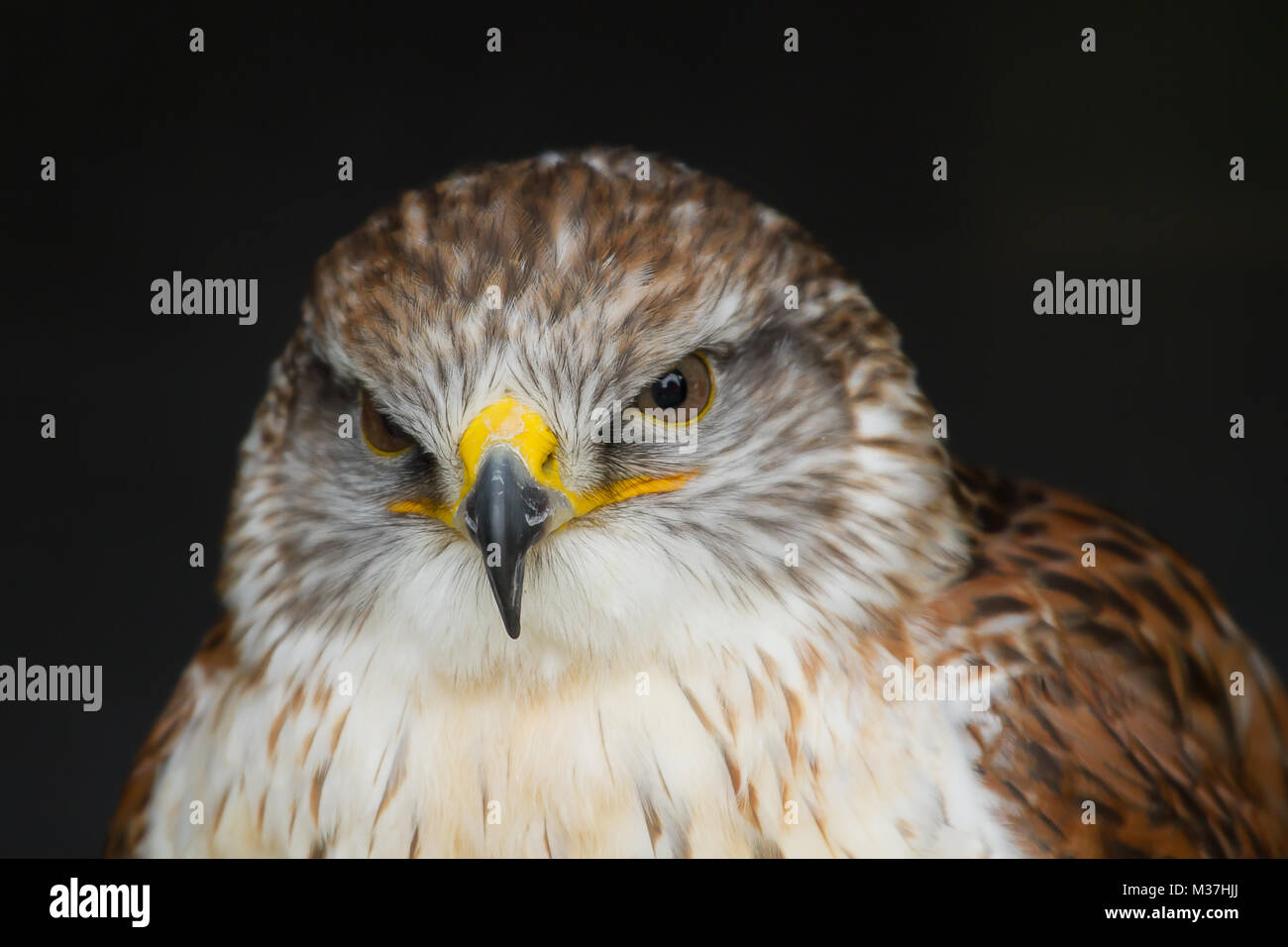 photo portrait of a Ferruginous hawk with a black background Stock ...