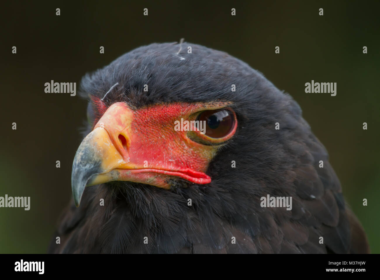 African black eagle hi-res stock photography and images - Alamy