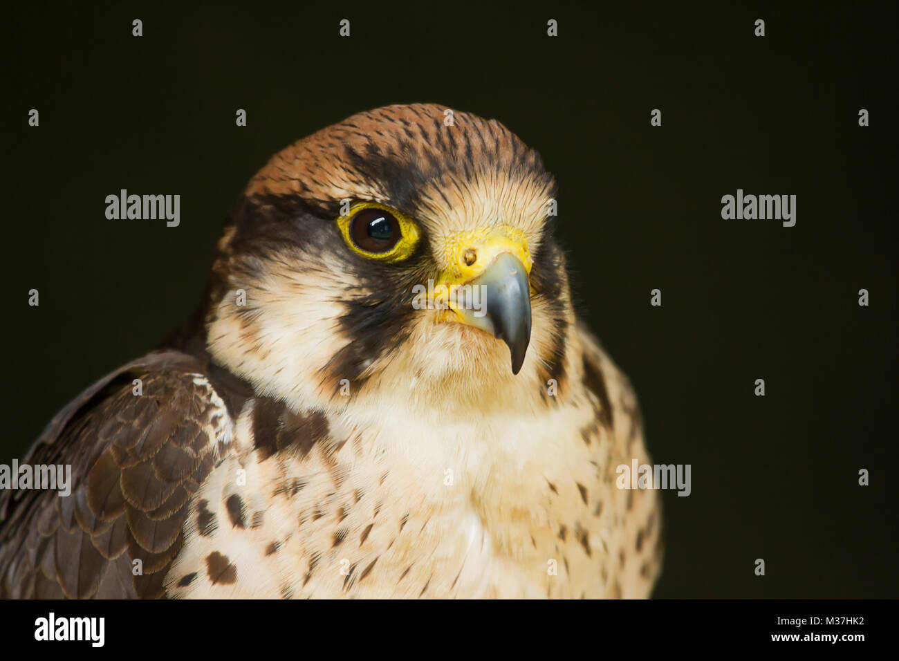 photo portrait of a Lanner Falcon with a black back ground Stock Photo ...