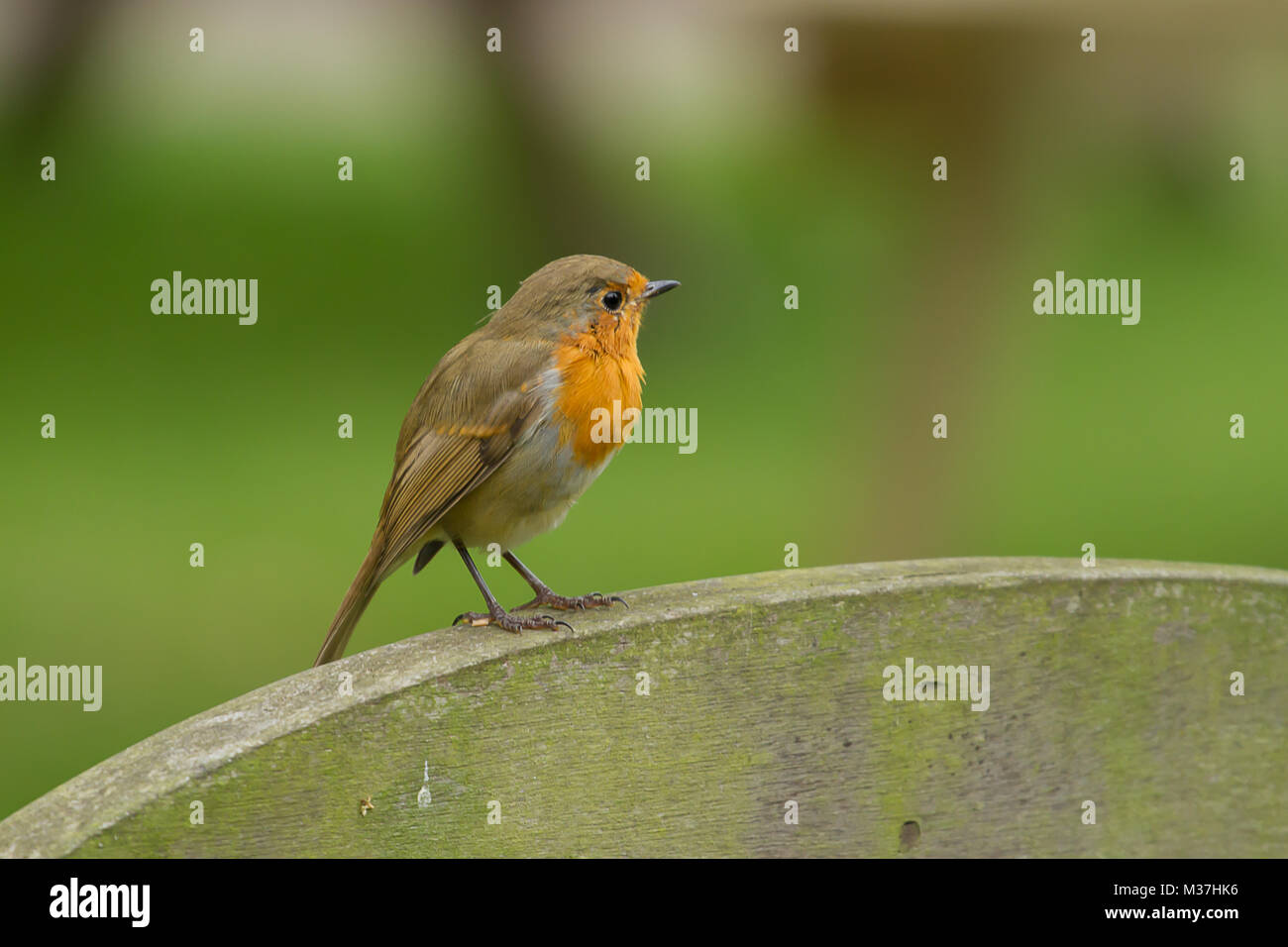 Little red robin hi-res stock photography and images - Alamy