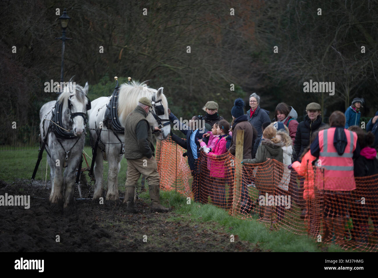 Local schoolchildren watch Irish ploughman Tom Nixon leading Shire ...
