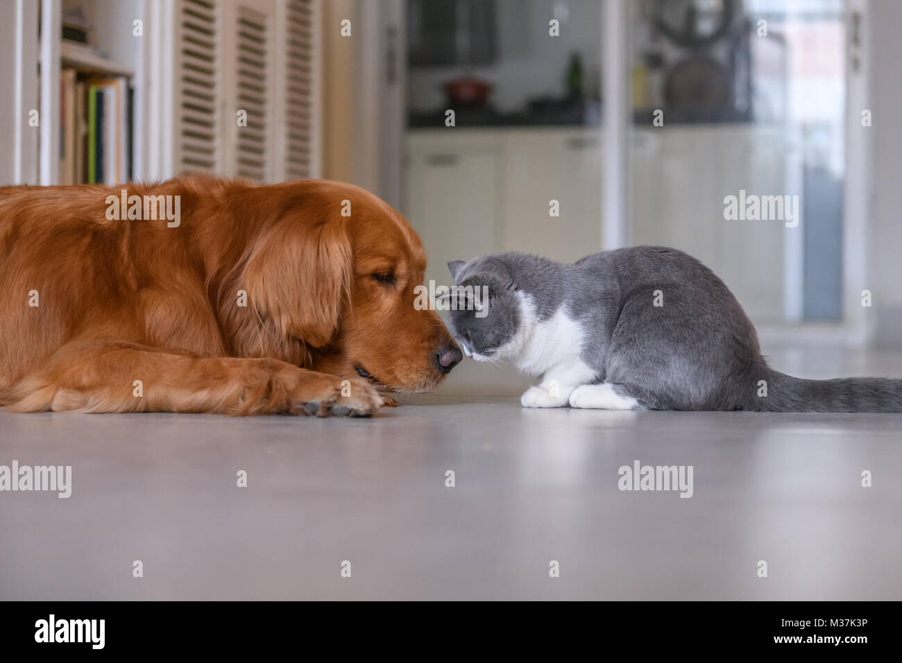 Golden Retriever and Cat Stock Photo - Alamy