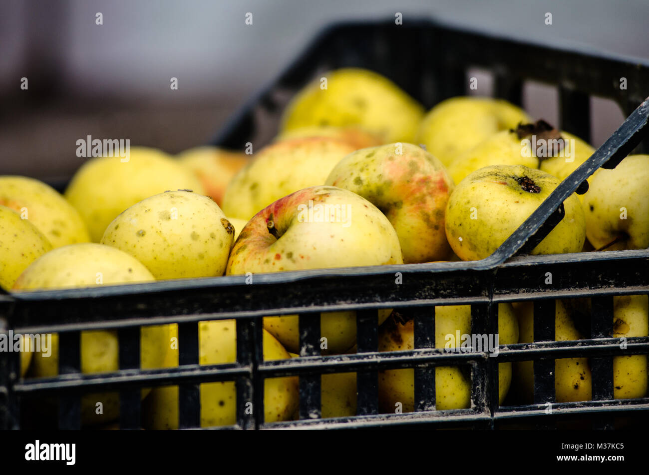 yellow apples in plastic boxes. apple harvest. apples for food textures ...