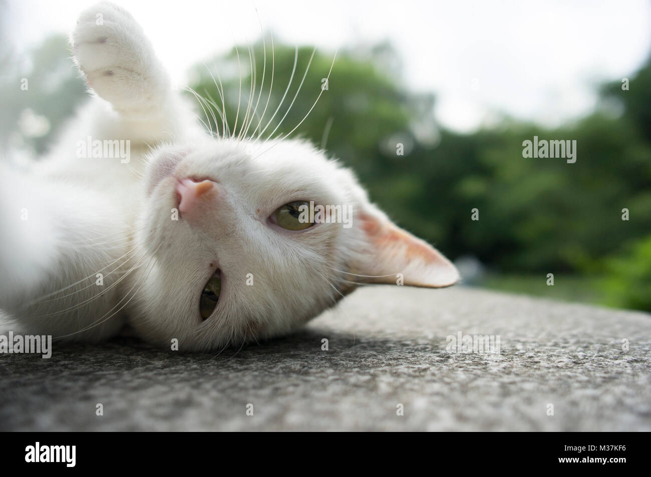 Closeup pretty cute little hi-res stock photography and images - Alamy