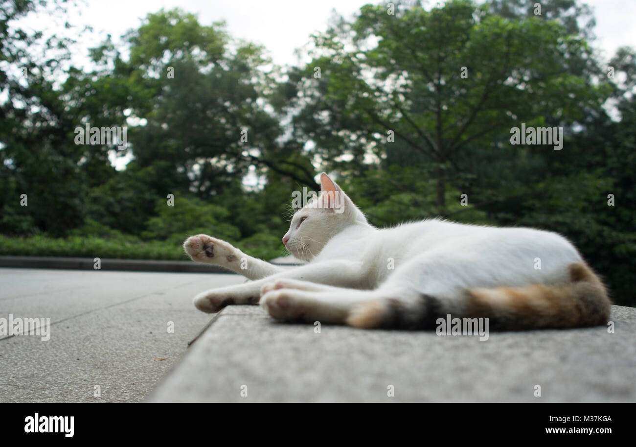 Closeup pretty cute little hi-res stock photography and images - Alamy