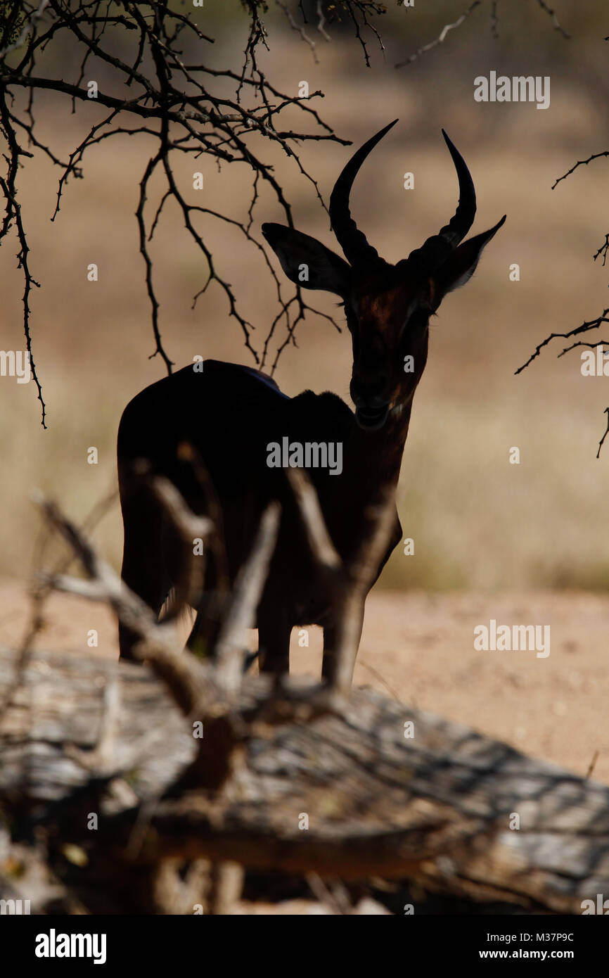Impala in the Wild in South Africa Stock Photo - Alamy