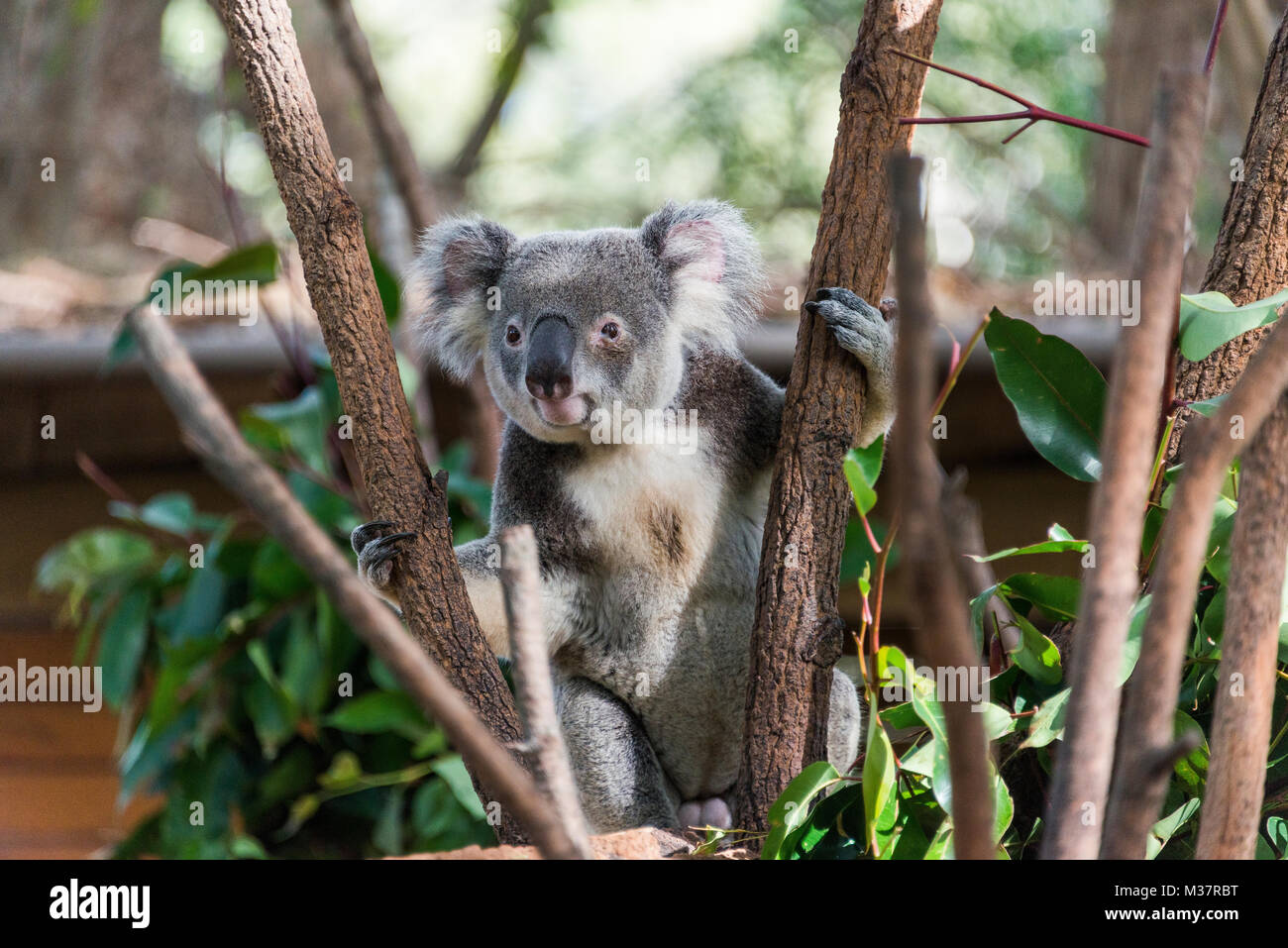 Koala at the Currumbin Wildlife Sanctuary Stock Photo - Alamy