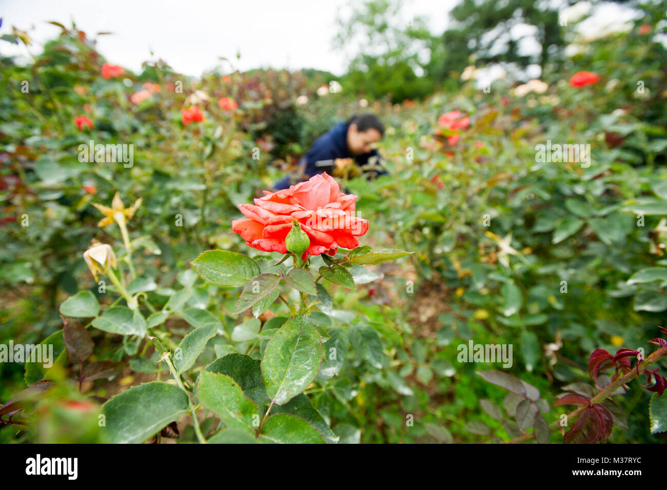 Chiefs and First Class Petty Officers participate in Community ...