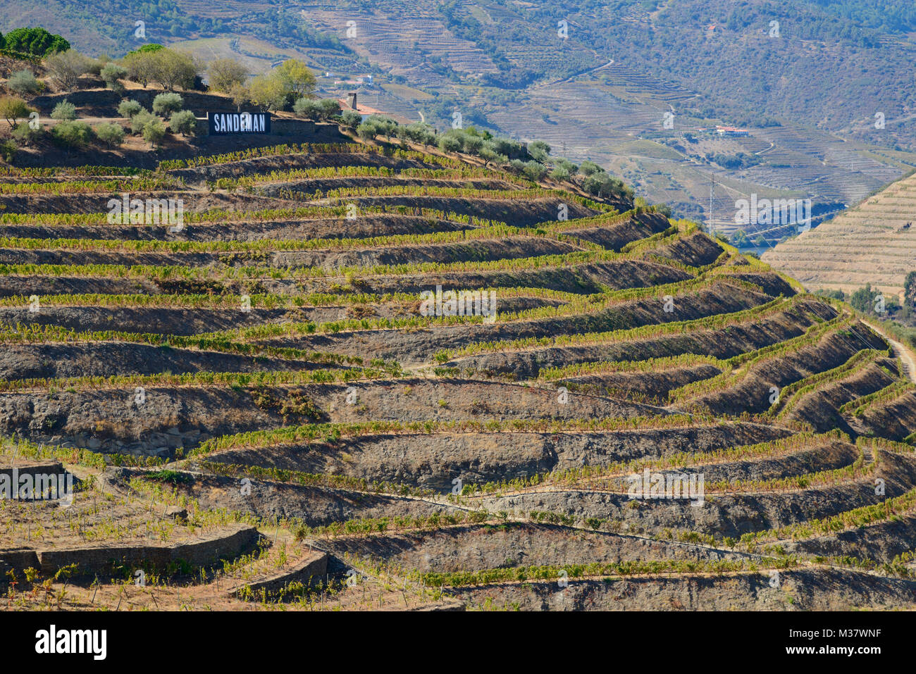 Sandeman Port wine vineyards on man-made terraces on the hills of the ...