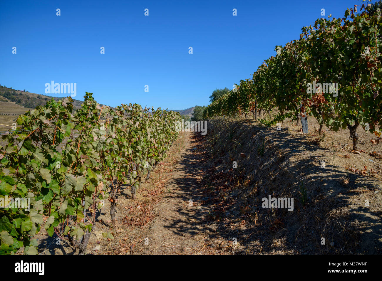 Vineyards on man-made terraces on the hills of the Douro Valley region ...