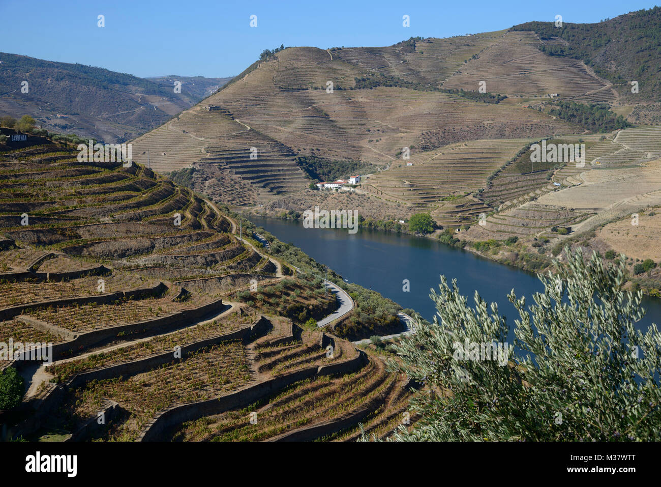 Terraces olive trees hi-res stock photography and images - Alamy