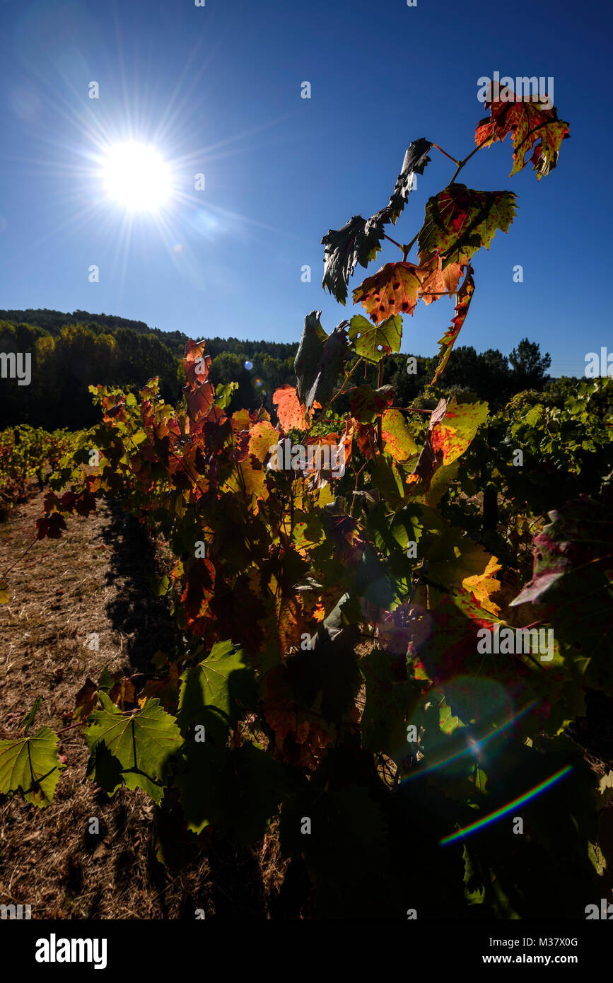 Salta argentina vineyard hi-res stock photography and images - Alamy