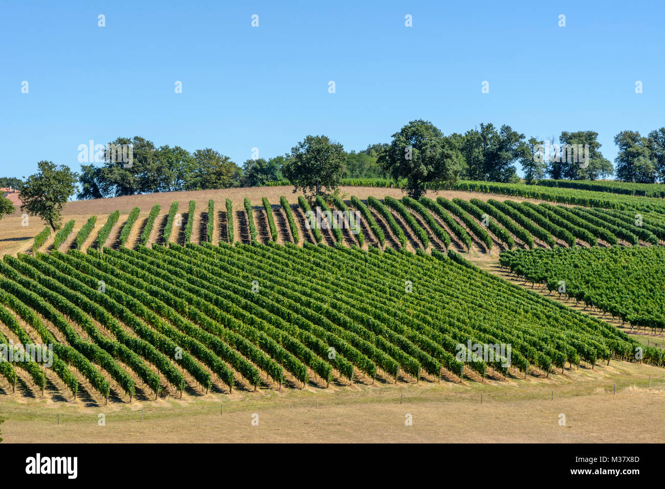 Vineyard gascony hi-res stock photography and images - Alamy