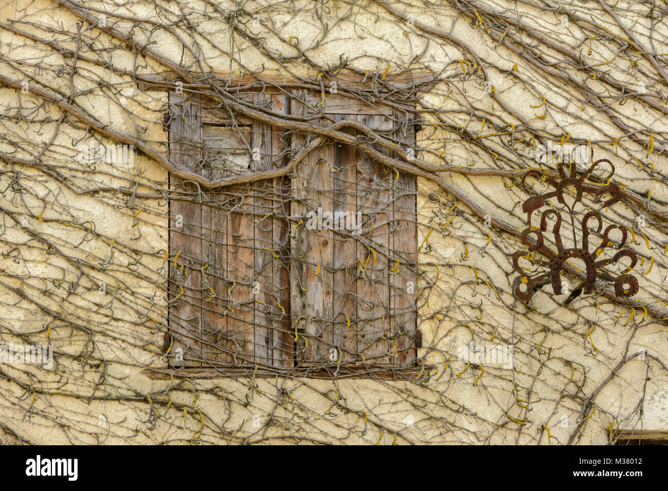 Tree branches growing over the wall and window shutters of an old ...