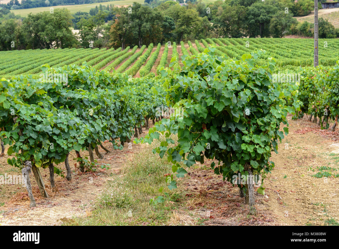 Vineyard gascony hi-res stock photography and images - Alamy