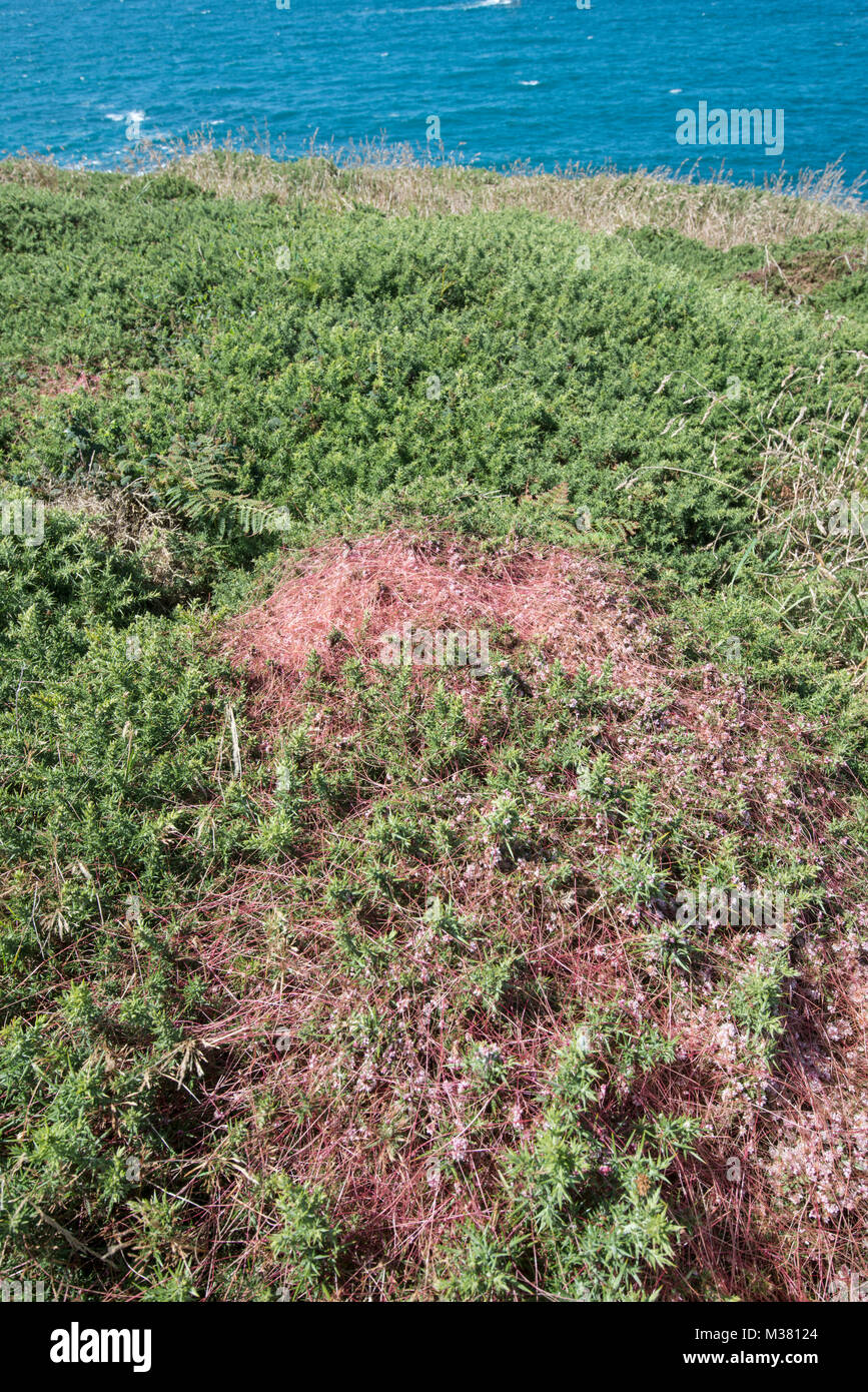 Common Dodder: Cuscuta epithymum. Growing parasitically on Gorse on ...