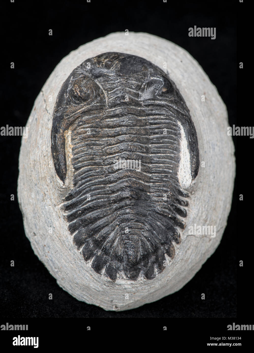 Devonian rock hi-res stock photography and images - Alamy