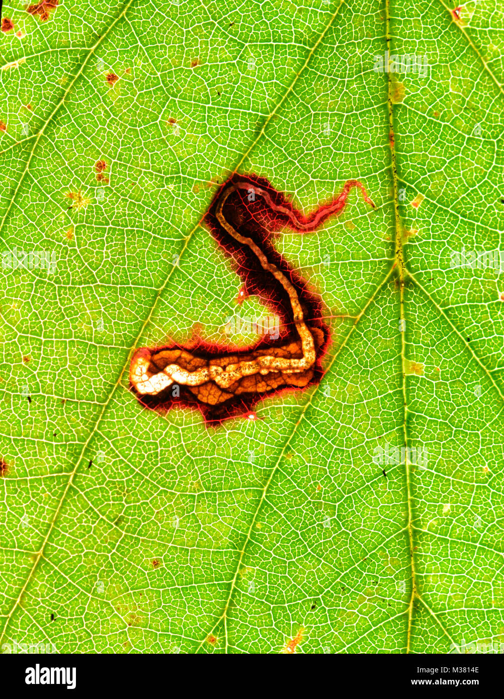 Bramble leaf miner moth hi-res stock photography and images - Alamy